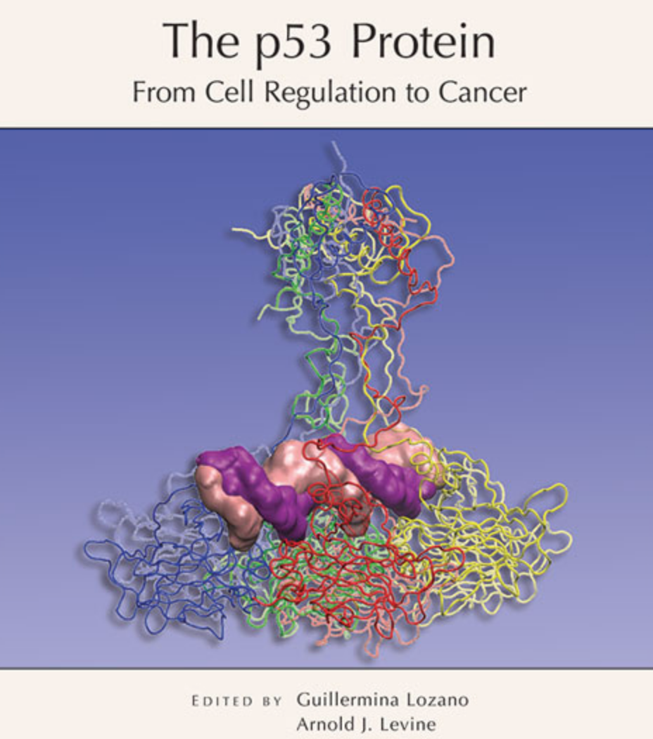 The p53 Protein: From Cell Regulation to Cancer - Ideas | Institute for ...