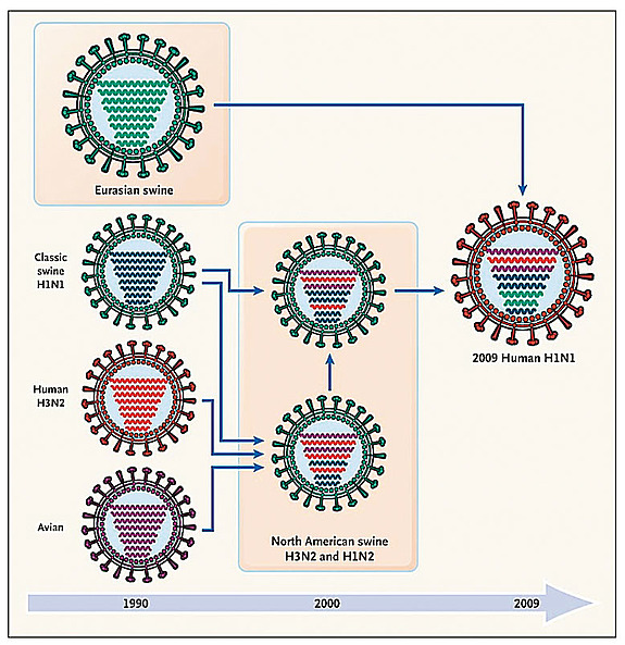 Understanding the Genetic Evolution of the Pandemic H1N1 Virus - Ideas ...