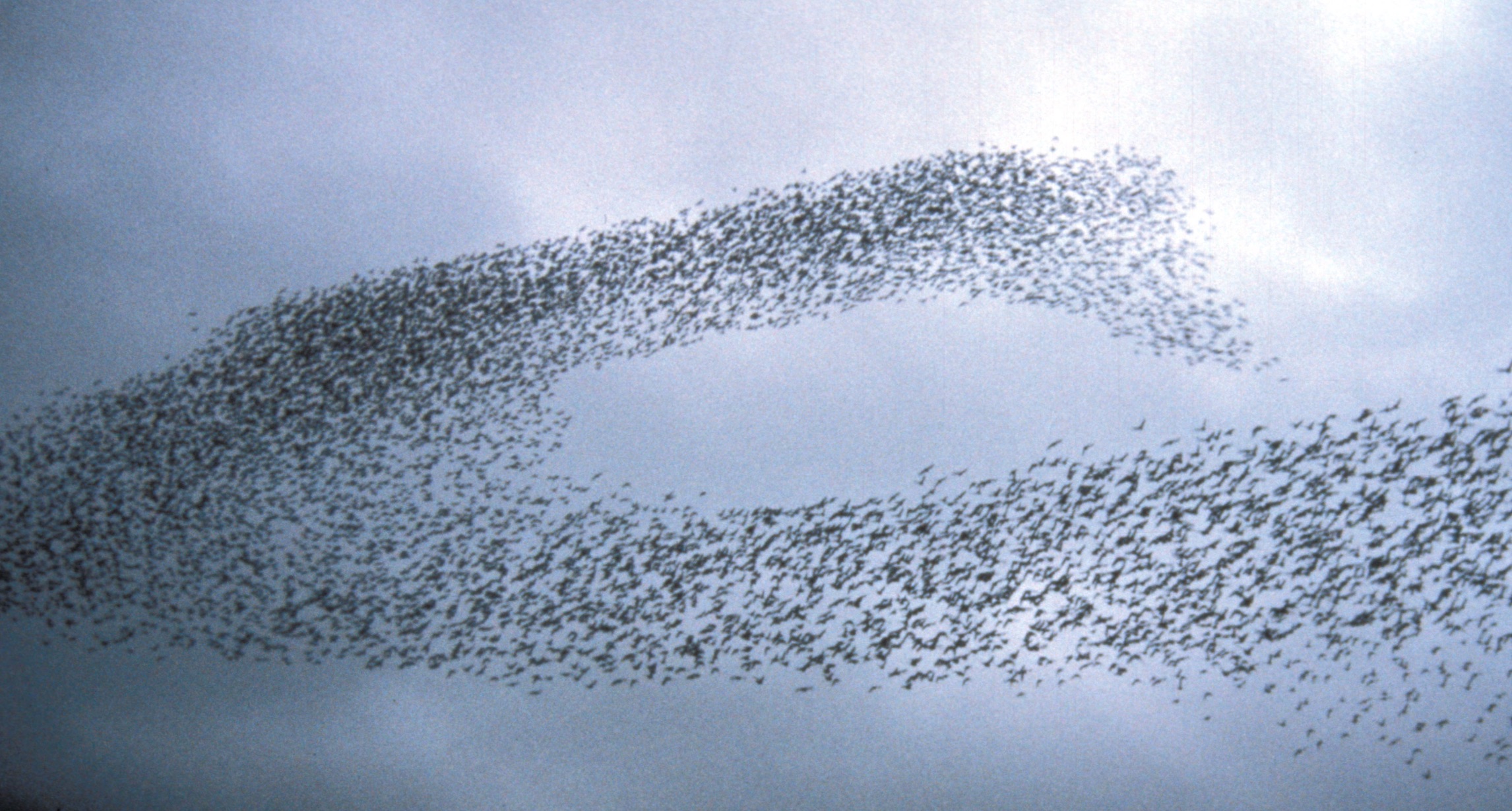 [#16] EVOLUTION OF PARTS AND WHOLES IN LIFE-LIKE ENTITIES ...